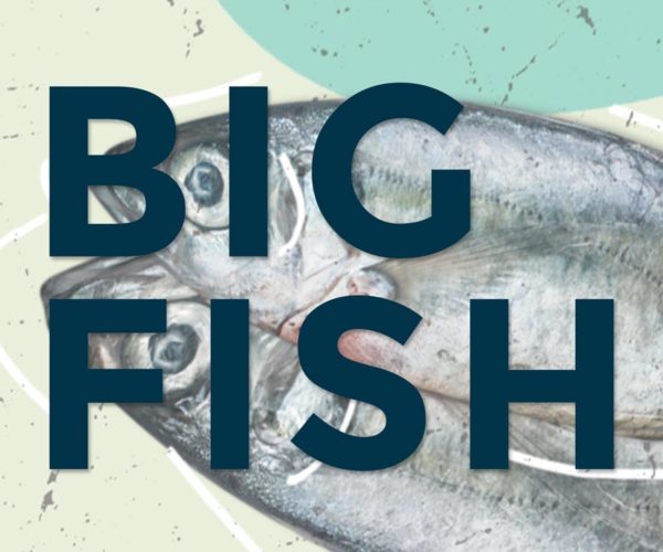 Neues Design "BIG FISH" » SCHIER BOARDS